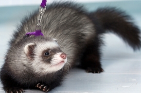 Best ferrets from Russia